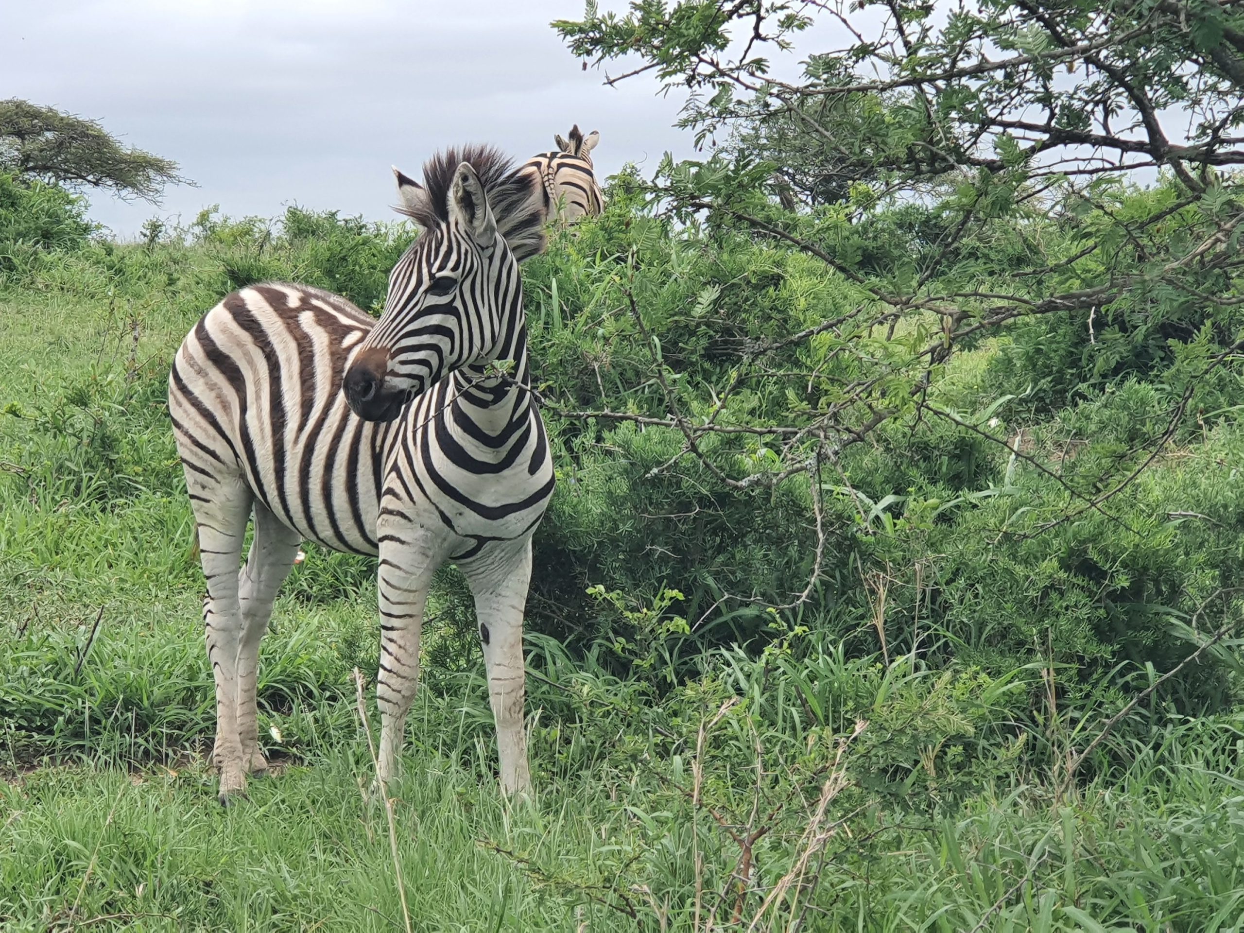 Safari Experiences - Wonders Of Nature